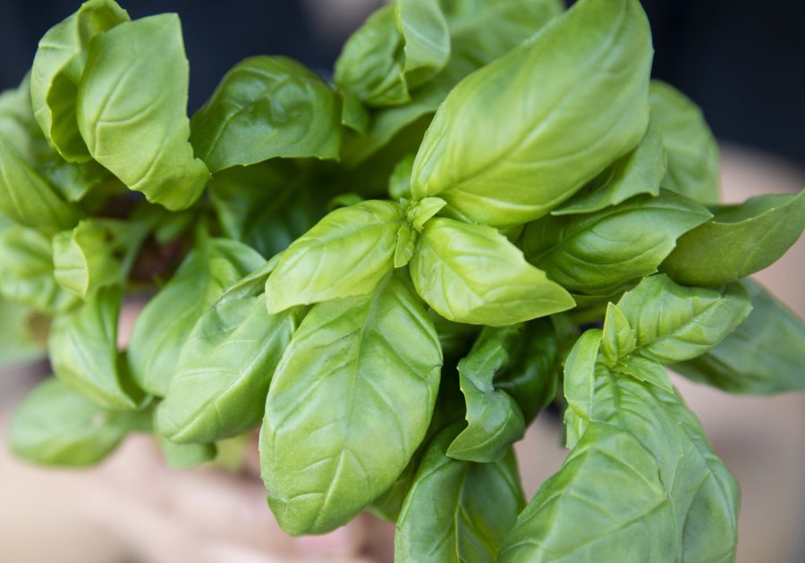 Basilika: kasvatus ja hoito - Biolan