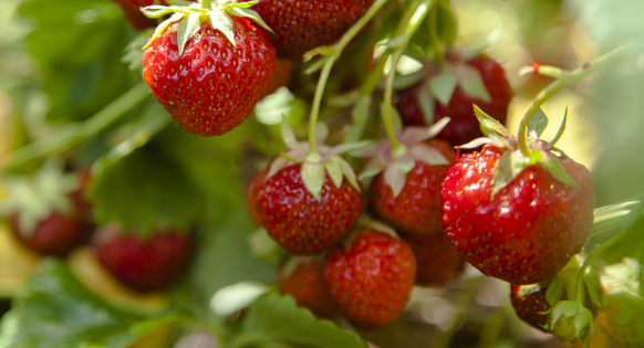 Mansikka - Biolan Oy