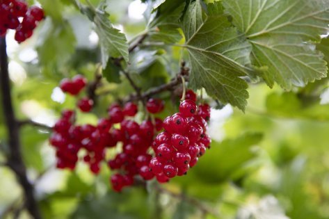 Marjapensaiden istutus ja hoito - Biolan