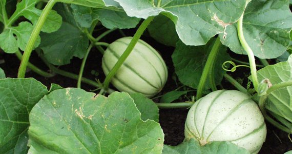 Melonin kasvatus ja hoito - Biolan