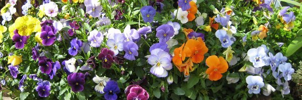 kukat - Mitä kasveja kotipuutarhoissa kasvatetaan ja mistä haaveillaan ...