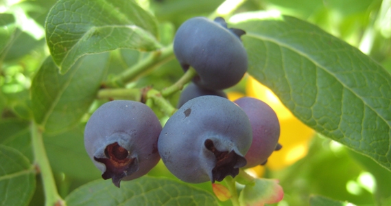 Pensasmustikka - Biolan Oy