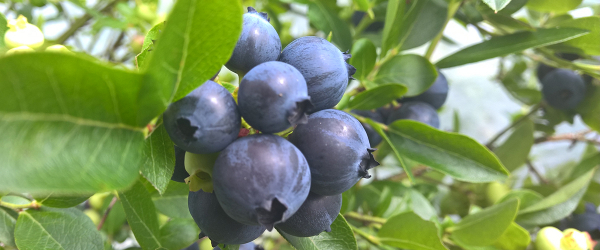 Pensasmustikka - Biolan Oy