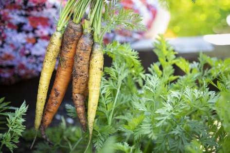 Porkkanan kasvatus - Biolan