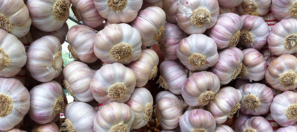 Valkosipuli - Biolan Oy