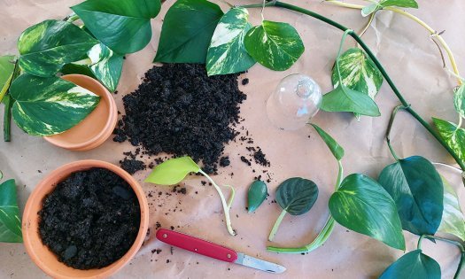 ISTABAS AUGU PAVAIROŠANA