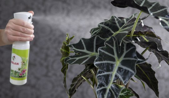 Toataimede hooldamine talvel