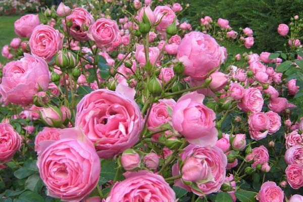 Biolan Syksyn PK-lannoite - Biolan Oy